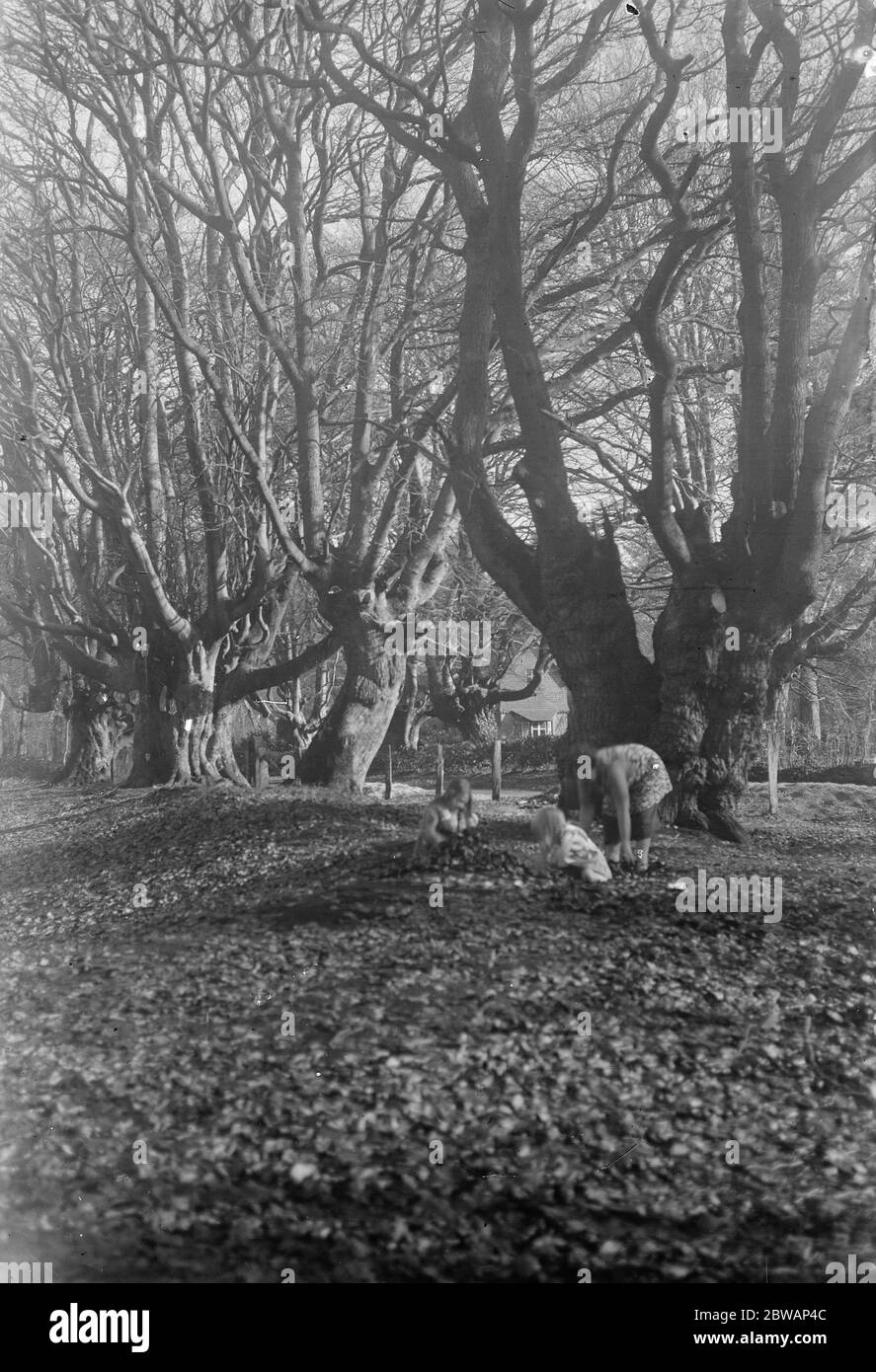 Balcombe Forest High Resolution Stock Photography and Images - Alamy