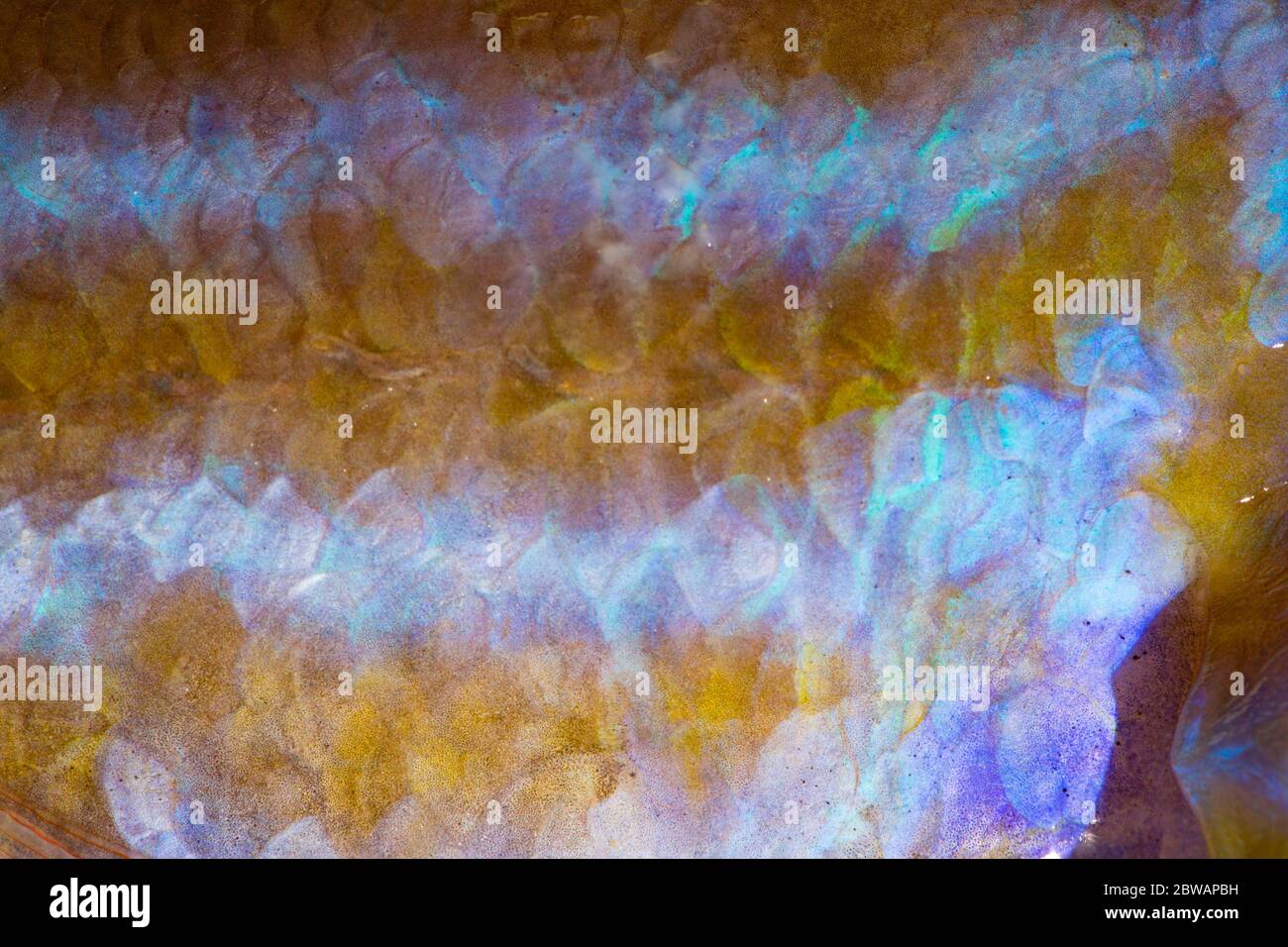 A male cuckoo wrasse, Labrus mixtus, showing the scale patterns and ...