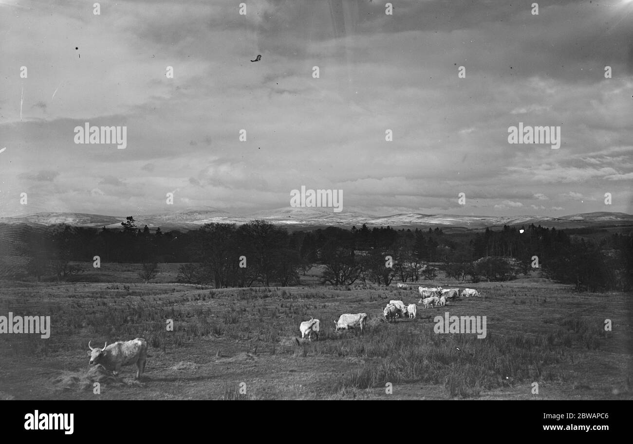 Inbreeding depression hi-res stock photography and images - Alamy