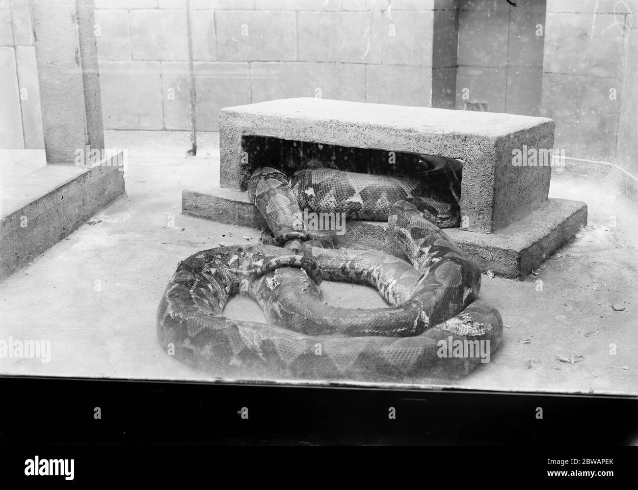 At the Zoo Reticulated python 13 January 1928 Stock Photo - Alamy