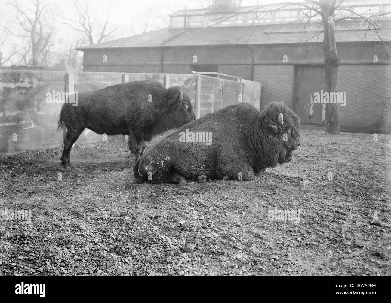 At the Zoo American Bison Stock Photo - Alamy
