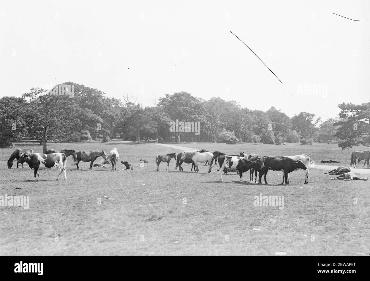 New forest history hi-res stock photography and images - Alamy