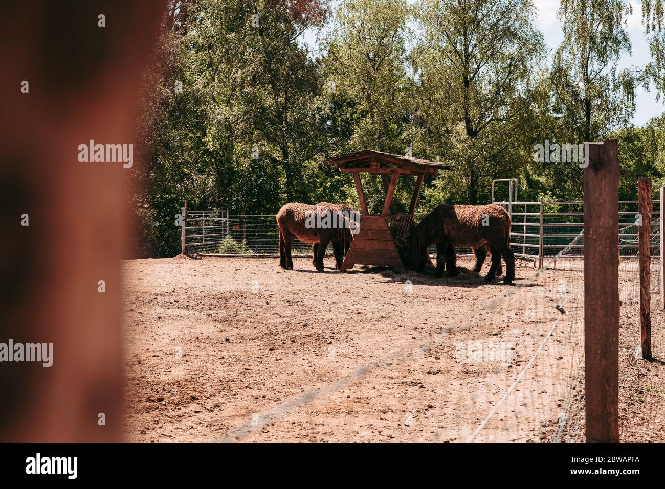 Horses at the Escher Déierpark animal park in Esch sur Alzette Stock ...