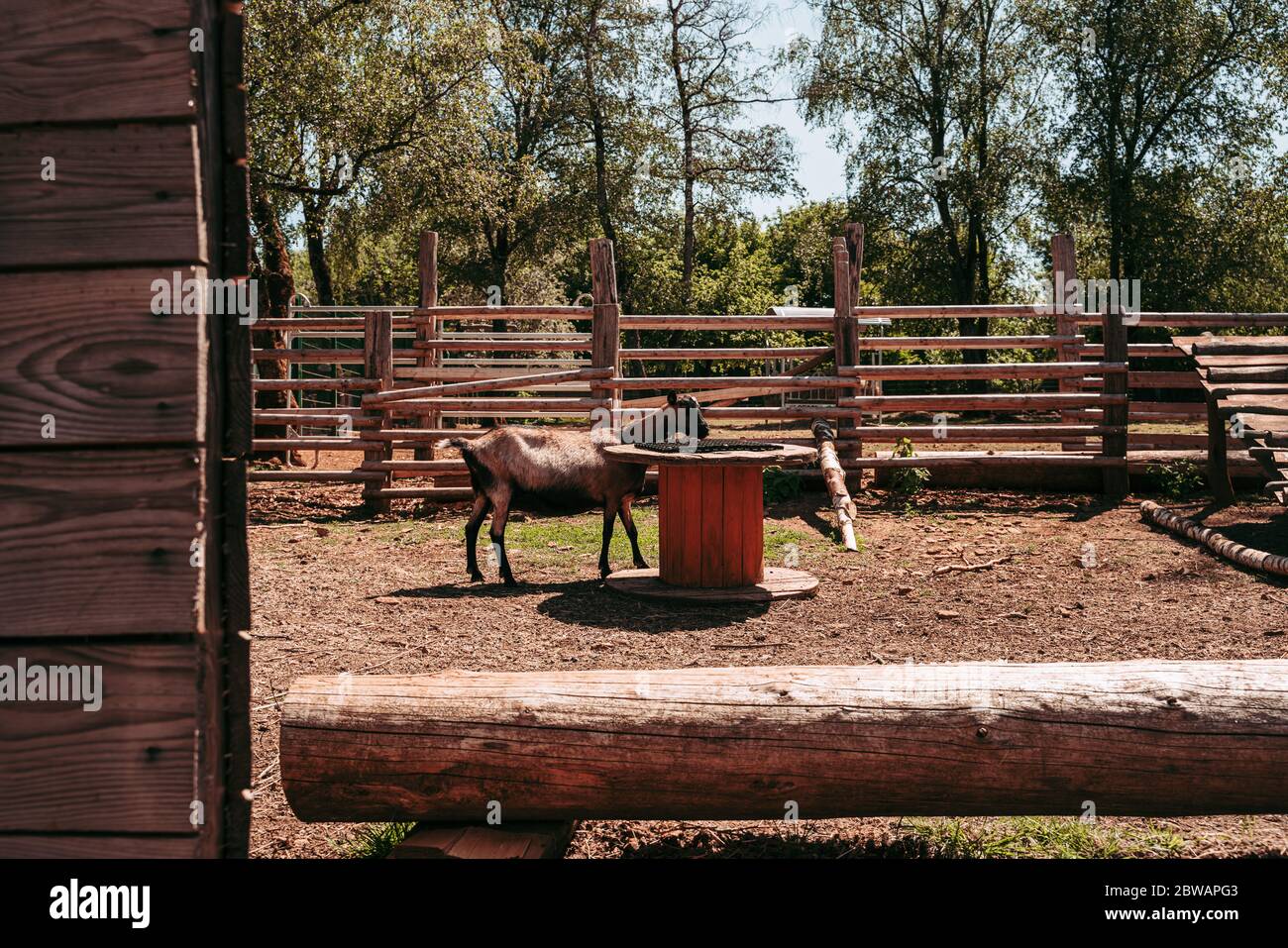 Goat at the Escher Déierpark animal park in Esch sur Alzette Stock ...