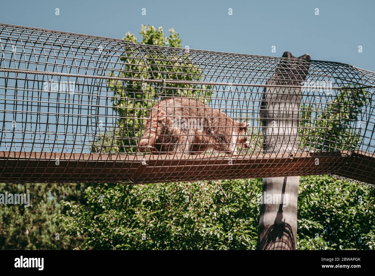 Guinea pig at the Escher Déierpark animal park in Esch sur Alzette ...