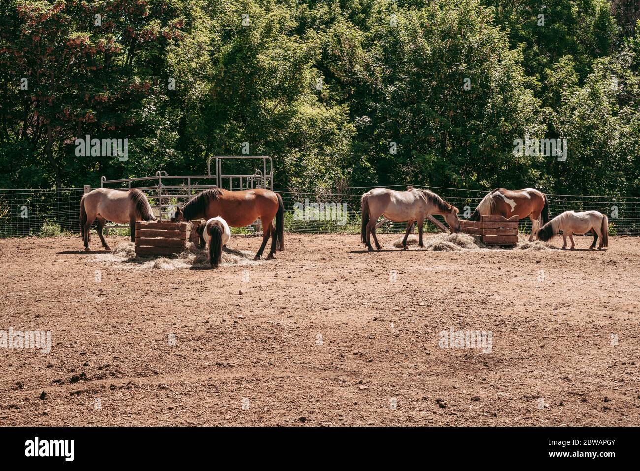 Horses at the Escher Déierpark animal park in Esch sur Alzette Stock ...