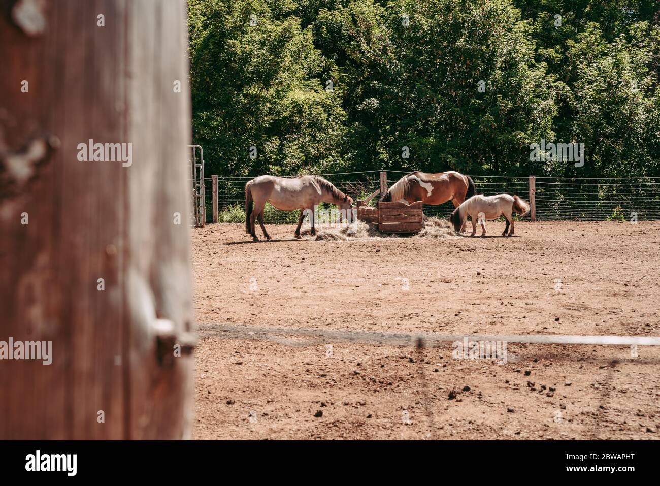 Horses at the Escher Déierpark animal park in Esch sur Alzette Stock ...