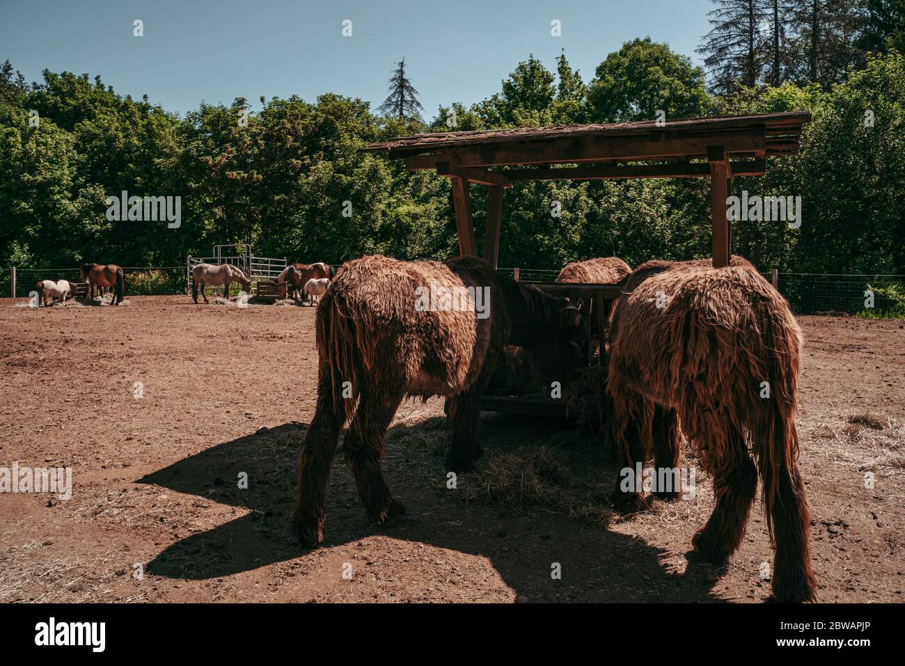 Horses at the Escher Déierpark animal park in Esch sur Alzette Stock ...