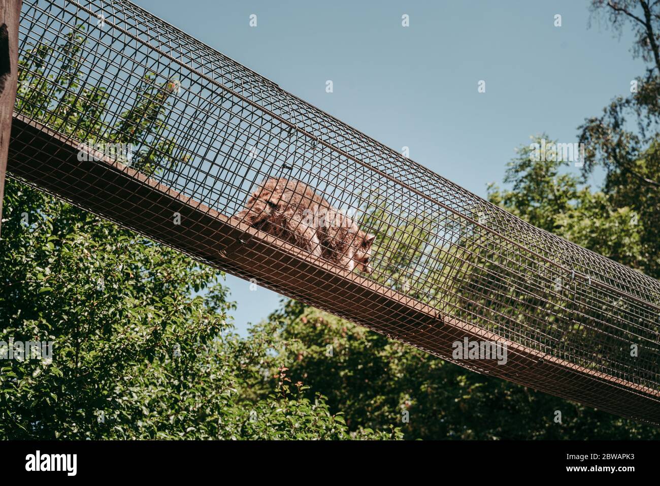 Guinea pig at the Escher Déierpark animal park in Esch sur Alzette ...
