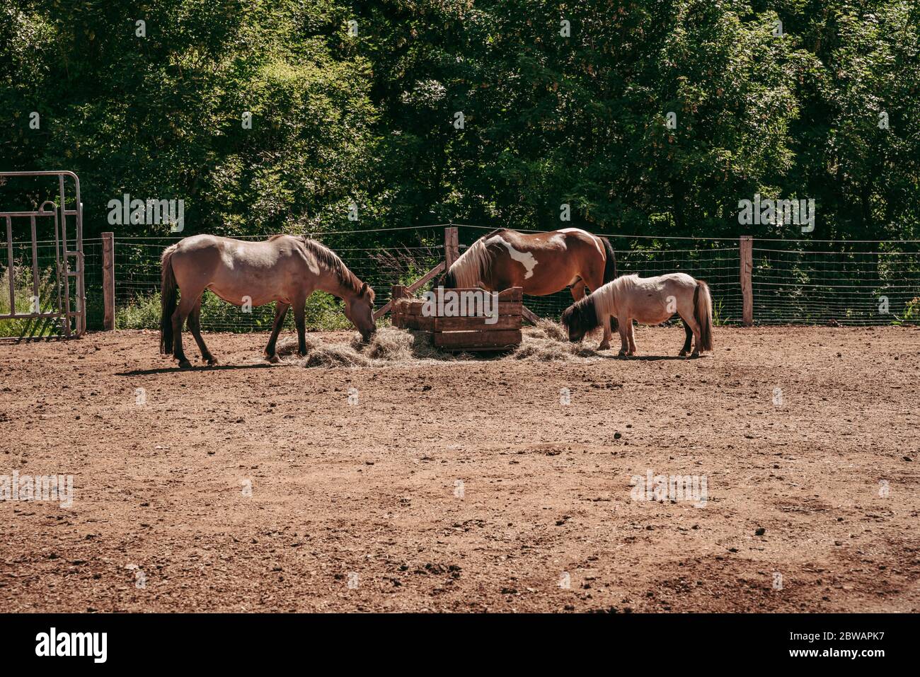 Horses at the Escher Déierpark animal park in Esch sur Alzette Stock ...