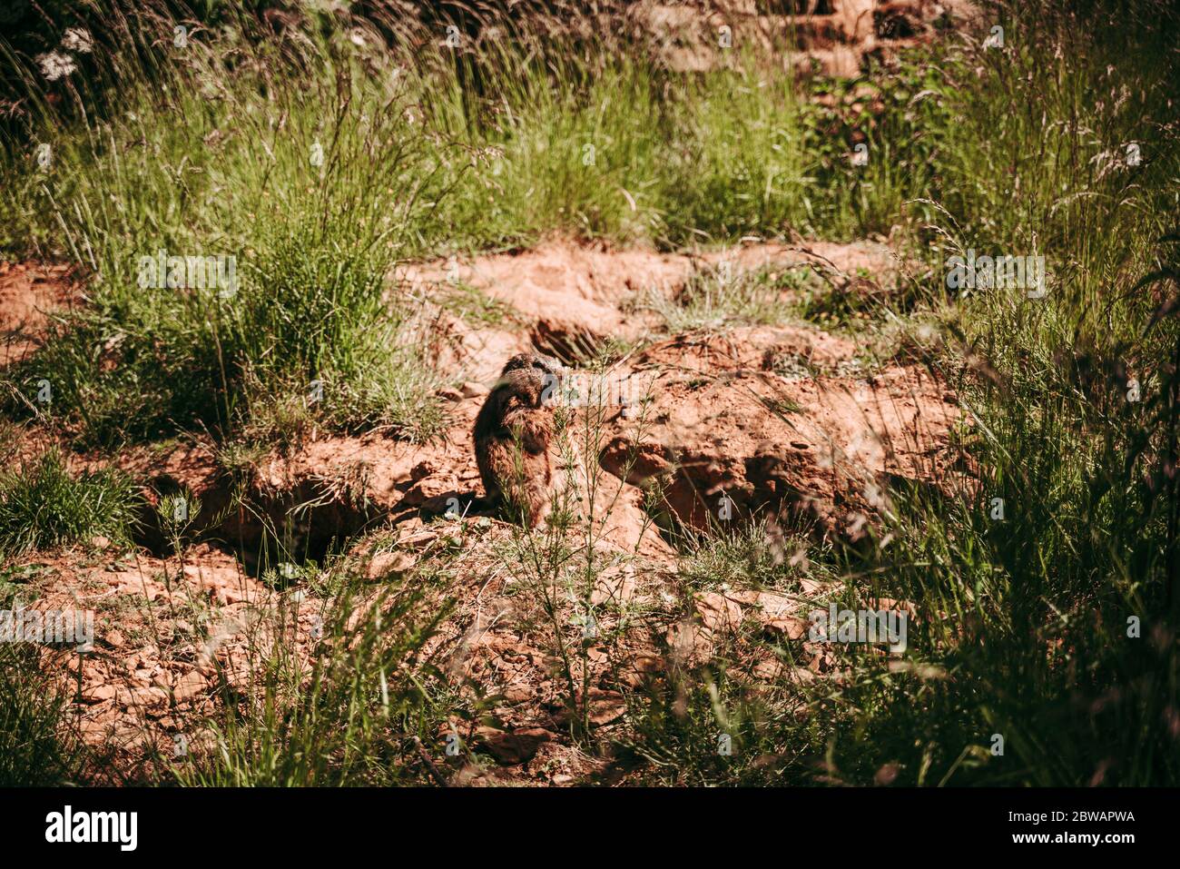 Hamster at the Escher Déierpark animal park in Esch sur Alzette Stock ...