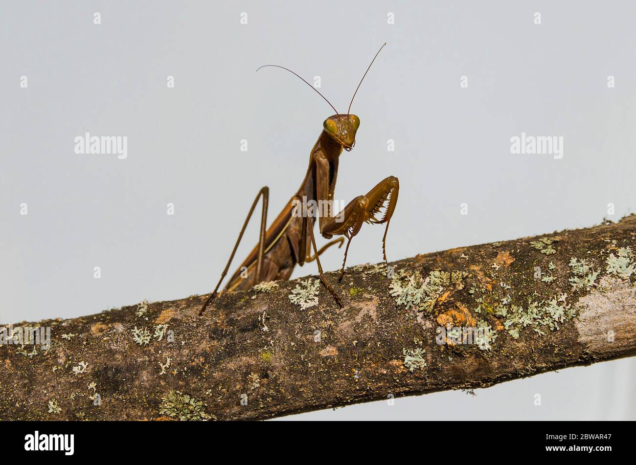 Brown mantis isolated on white background Stock Photo - Alamy