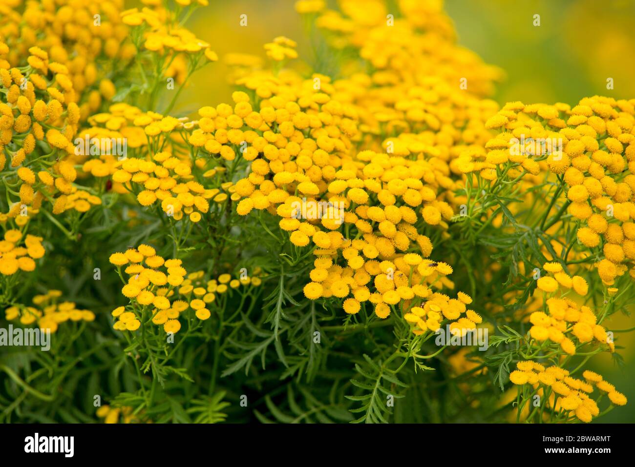 Tanacetum flowers in the garden Stock Photo - Alamy