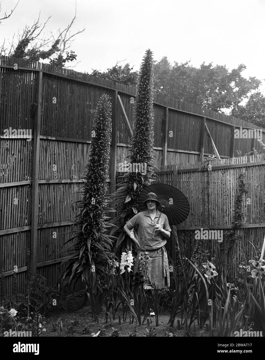 On her Channel Island home on Jethou , Mrs Compton Mackenzie and some ...