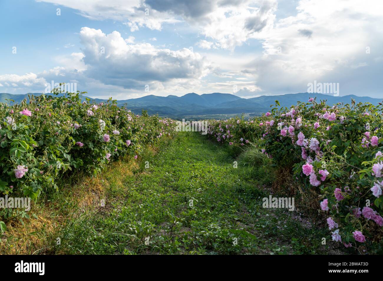 Rows of Bulgarian pink rose in a garden during sunset located in the ...