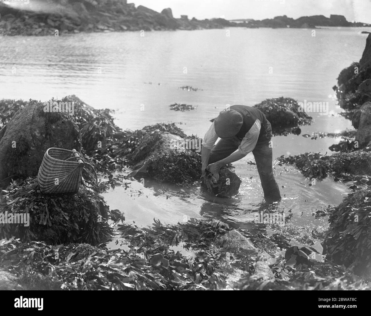 A man looking for ormers or abalone (shellfish) along the seashore in ...