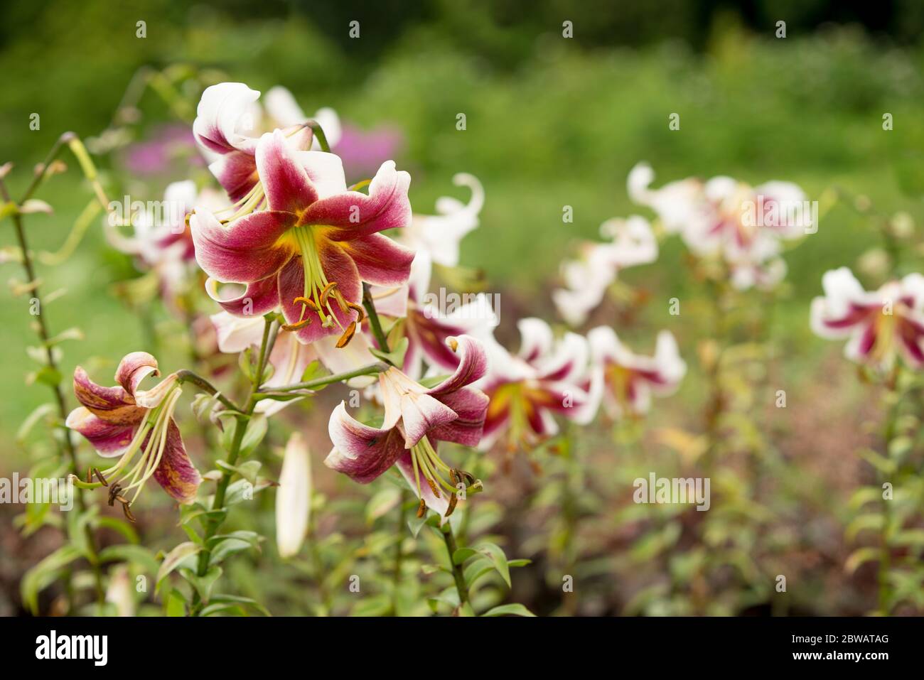 Bush of lily flowers in the garden Stock Photo - Alamy