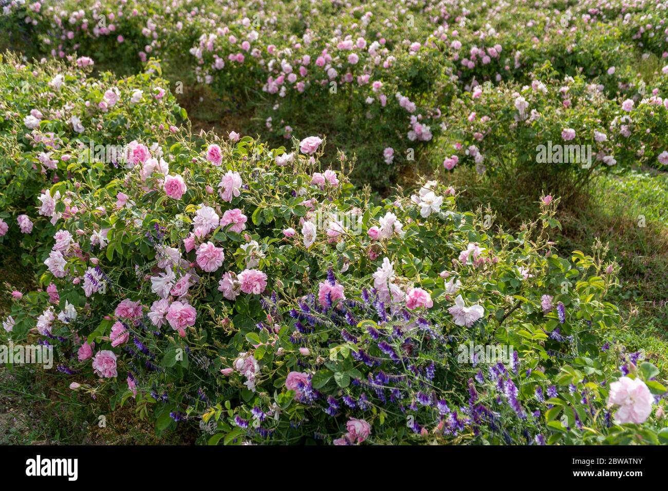 Rows of Bulgarian pink rose in a garden during sunset located in the ...