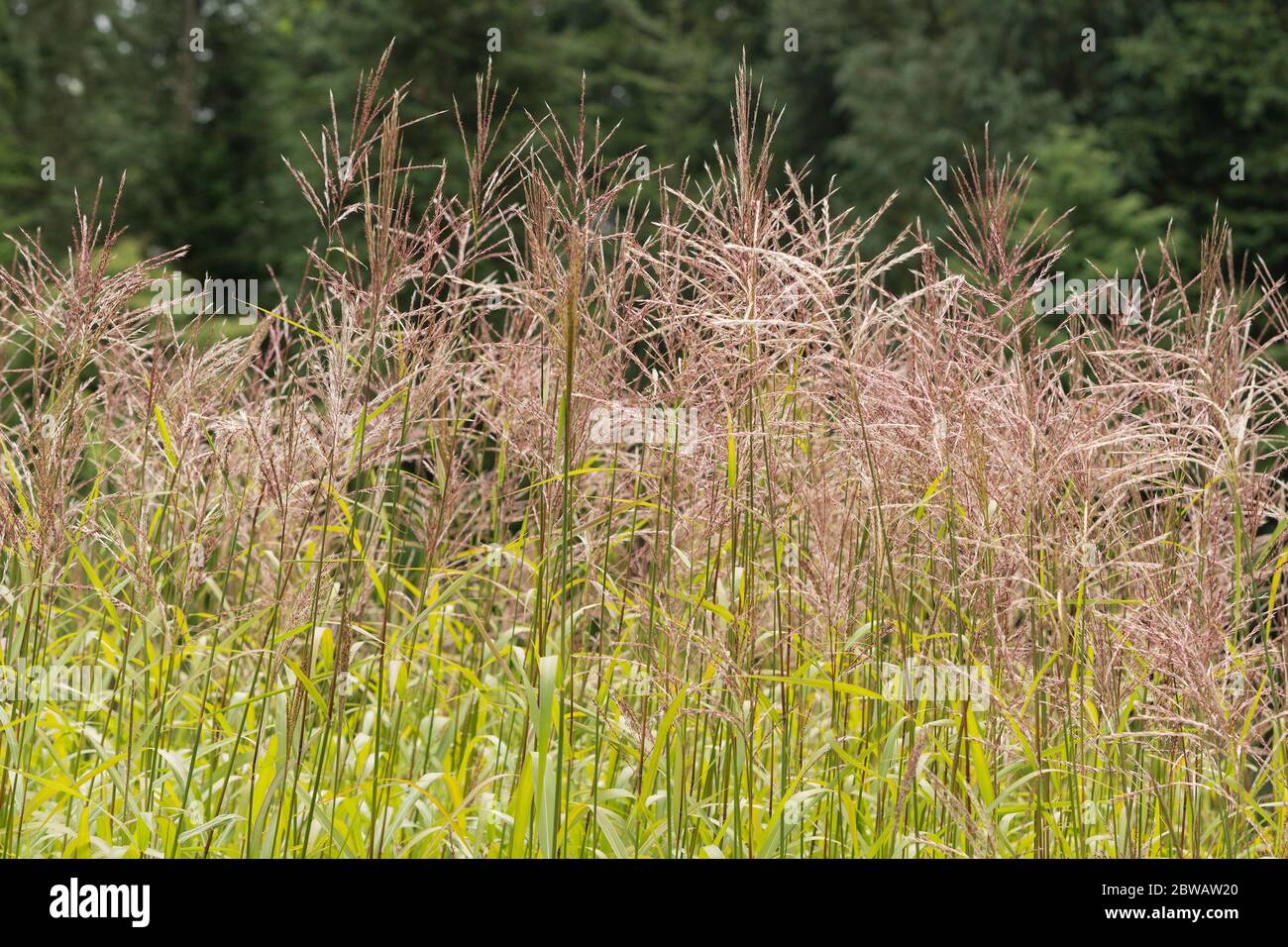 Grass Miscanthus in the garden Stock Photo - Alamy
