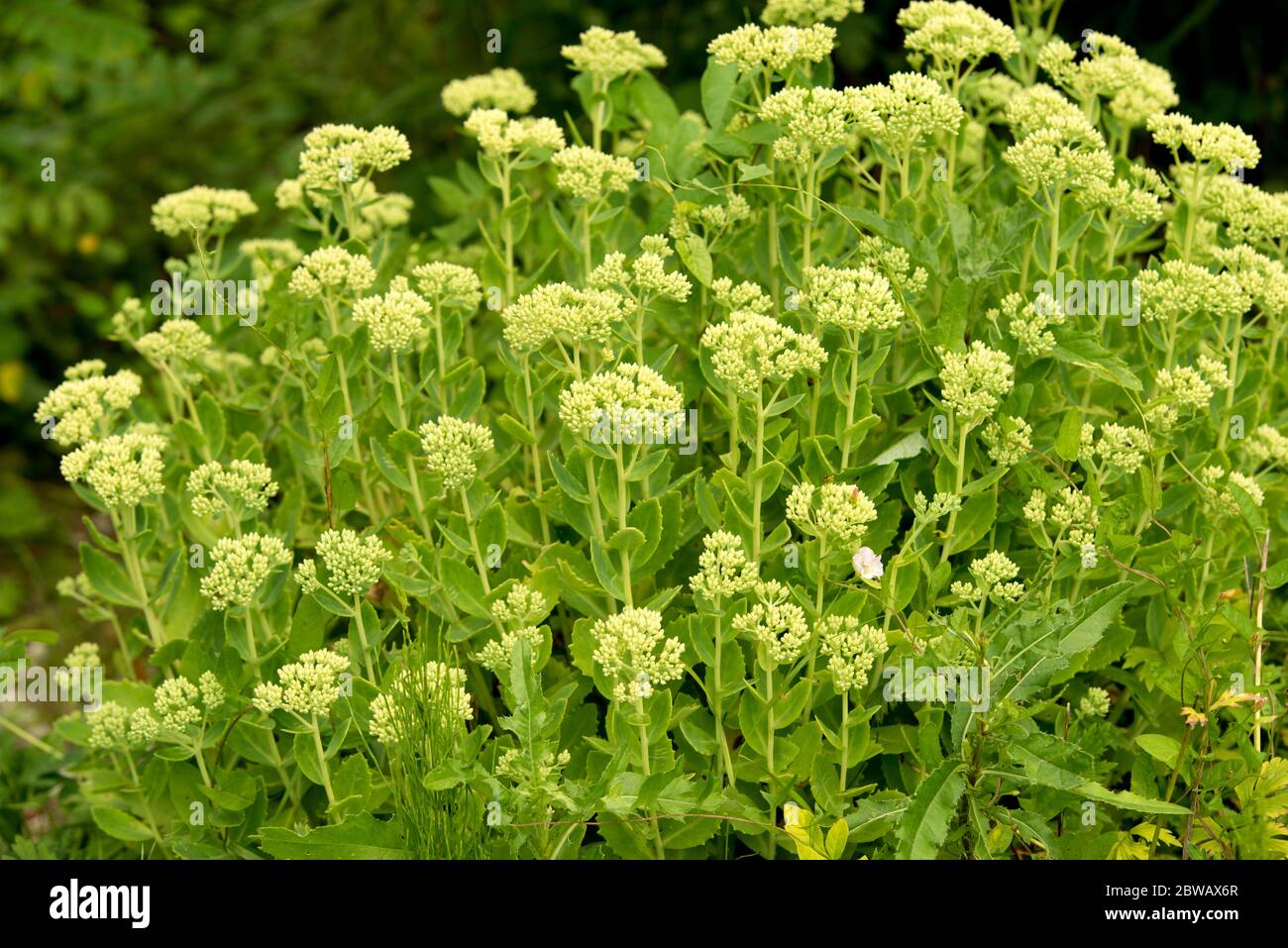 Sedum flower in the garden Stock Photo - Alamy