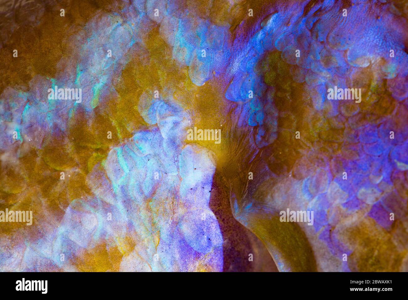 A male cuckoo wrasse, Labrus mixtus, showing the scale patterns and ...