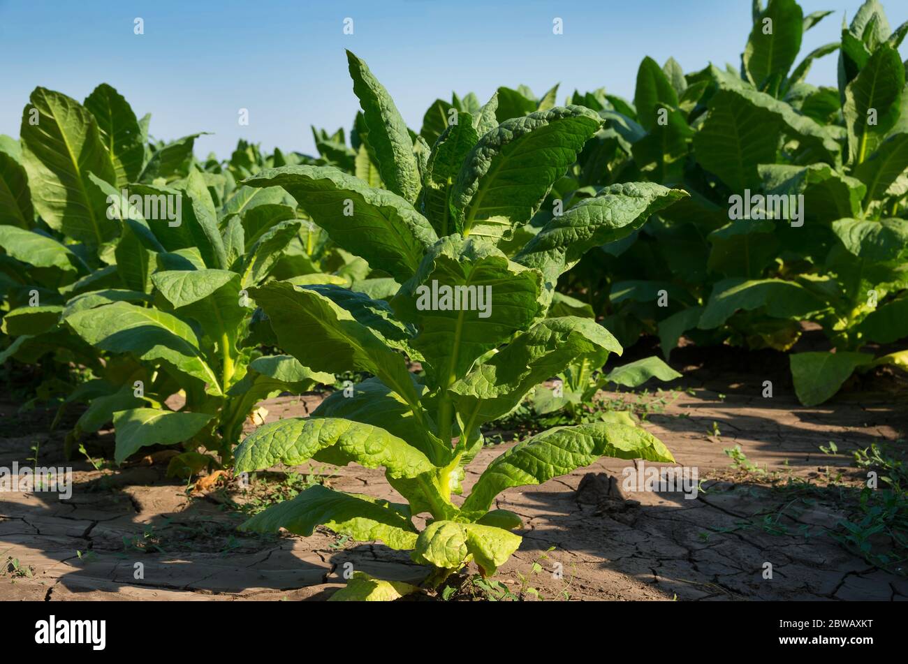 Mosaic virus infection TMV. Tobacco diseases. Nicotiana tabacum Stock ...