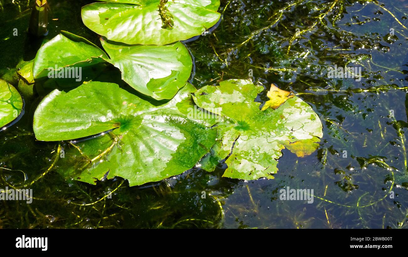 Healthy pond plants hi-res stock photography and images - Alamy
