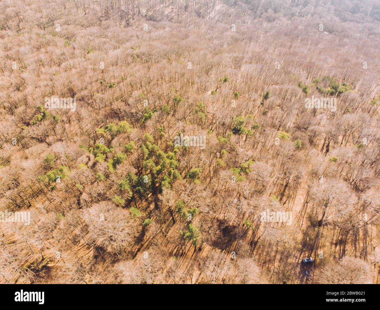 aerial view of spring forest Stock Photo - Alamy