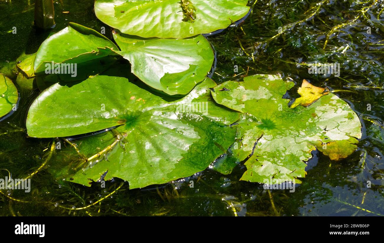 Water leaves in a pond. Green nature Stock Photo - Alamy