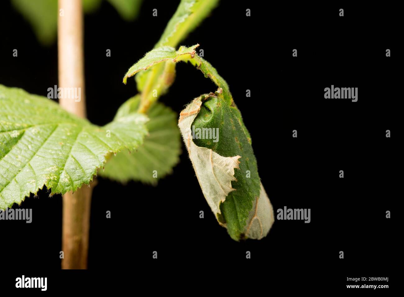 A hazel leaf that has been rolled by the hazel-leaf roller weevil ...