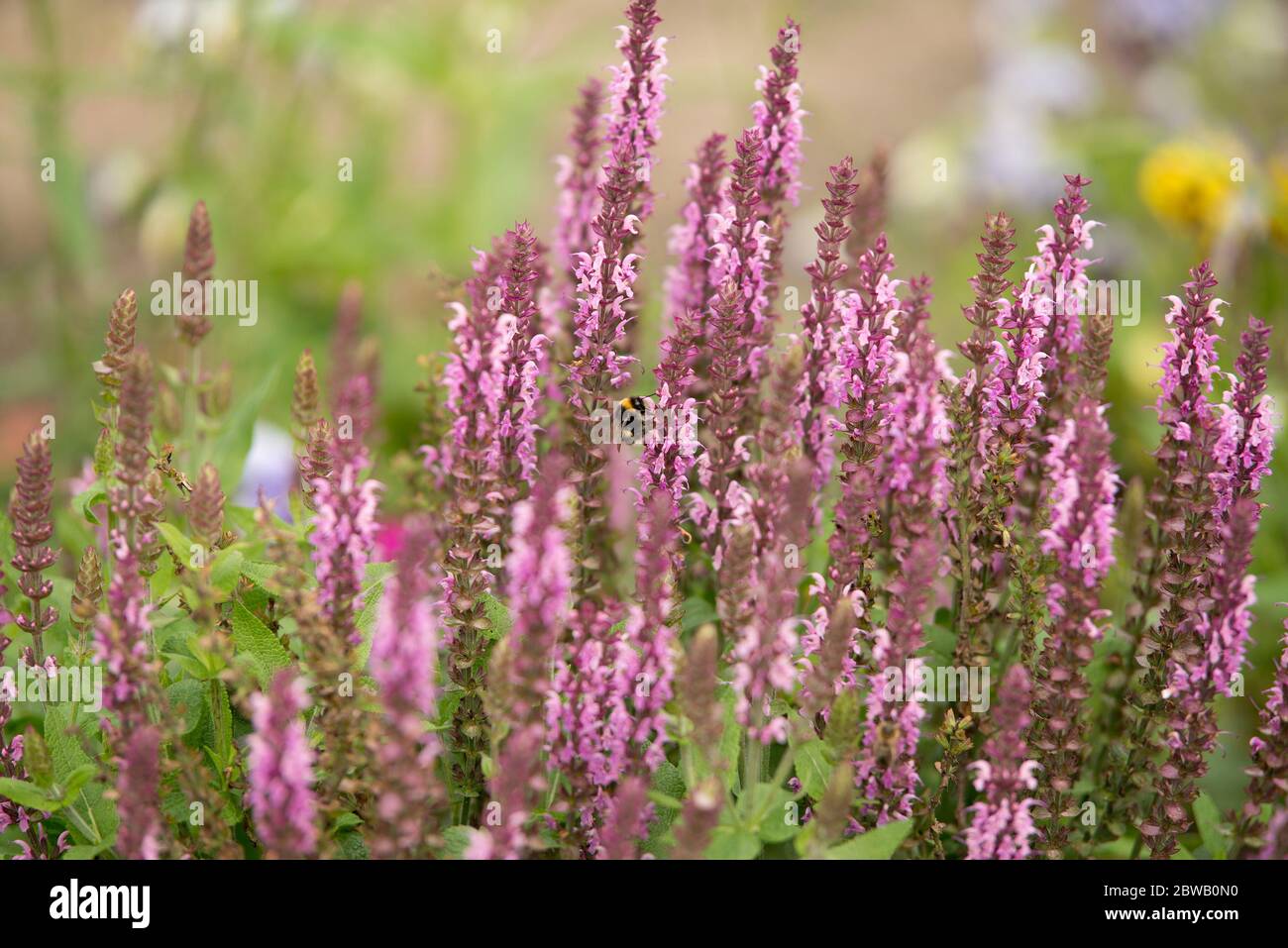 Salvia Flowers in nature Stock Photo - Alamy