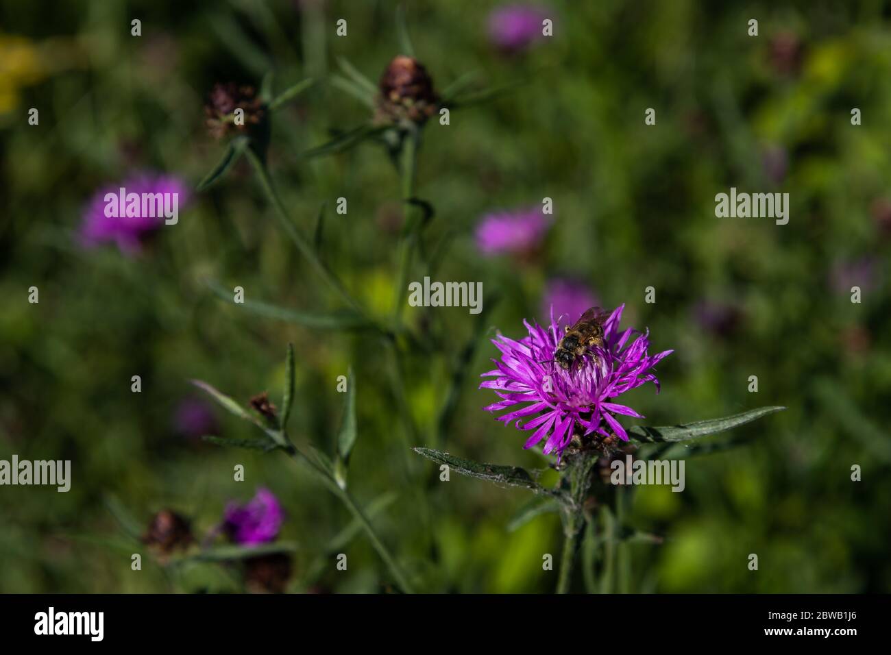 Phyteuma nigra hi-res stock photography and images - Alamy