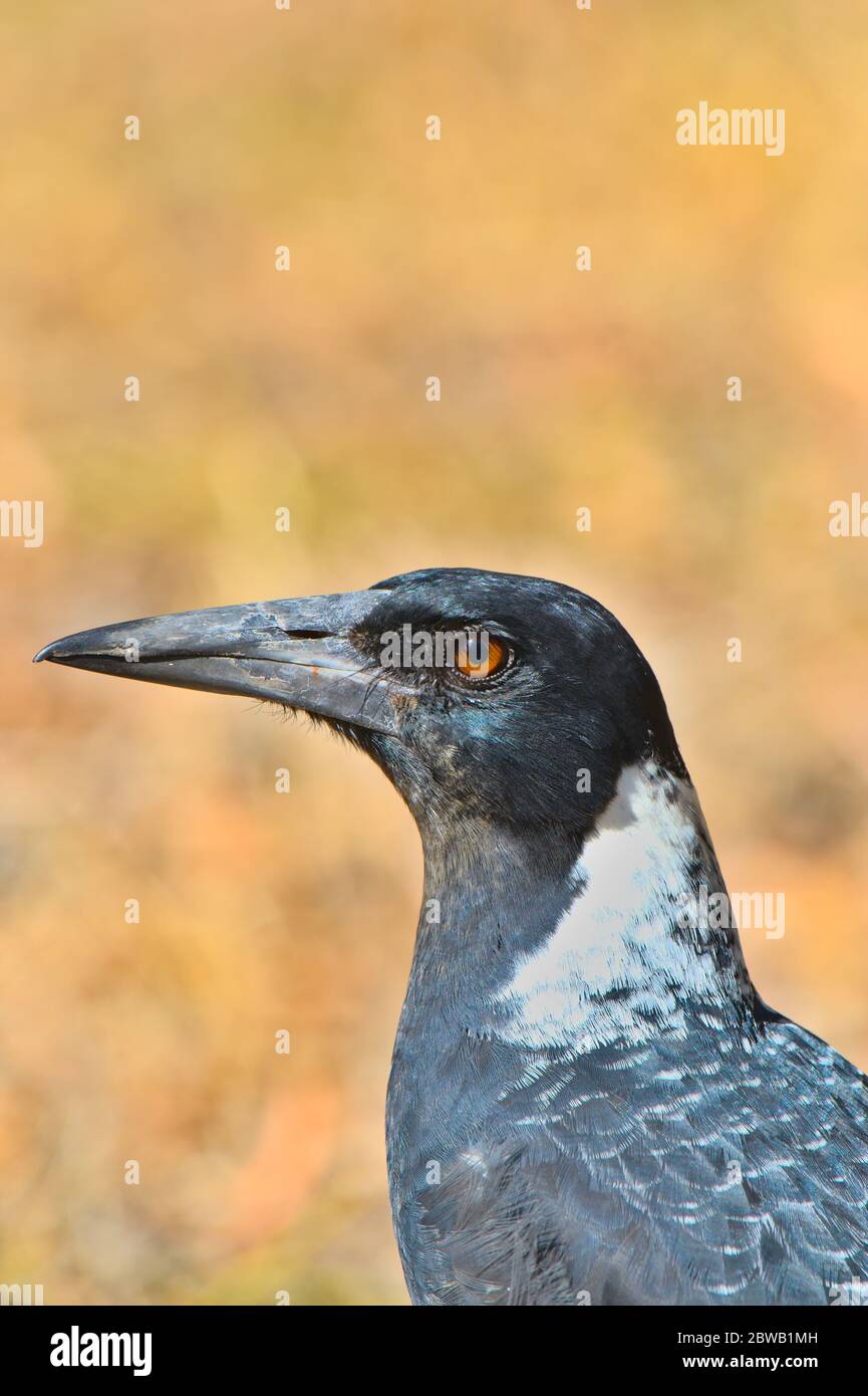 Baby magpies hi-res stock photography and images - Alamy