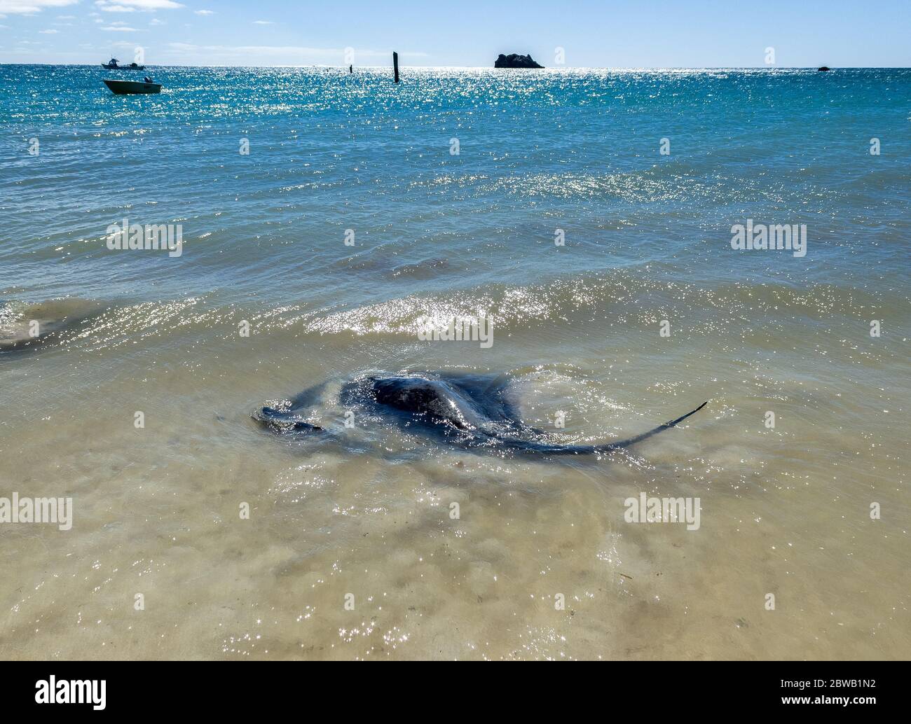 Big black Stingray swimming in the shallow shore at Hamelin Bay ...