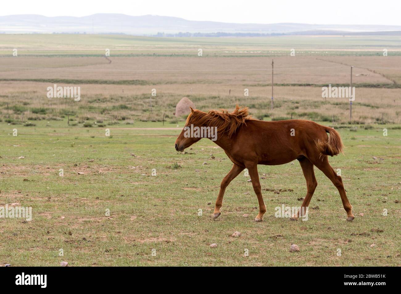 Mongolia steppes horse hi-res stock photography and images - Alamy