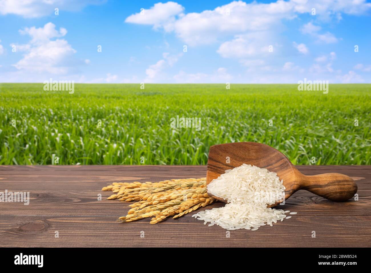 Rice field straw hi-res stock photography and images - Alamy