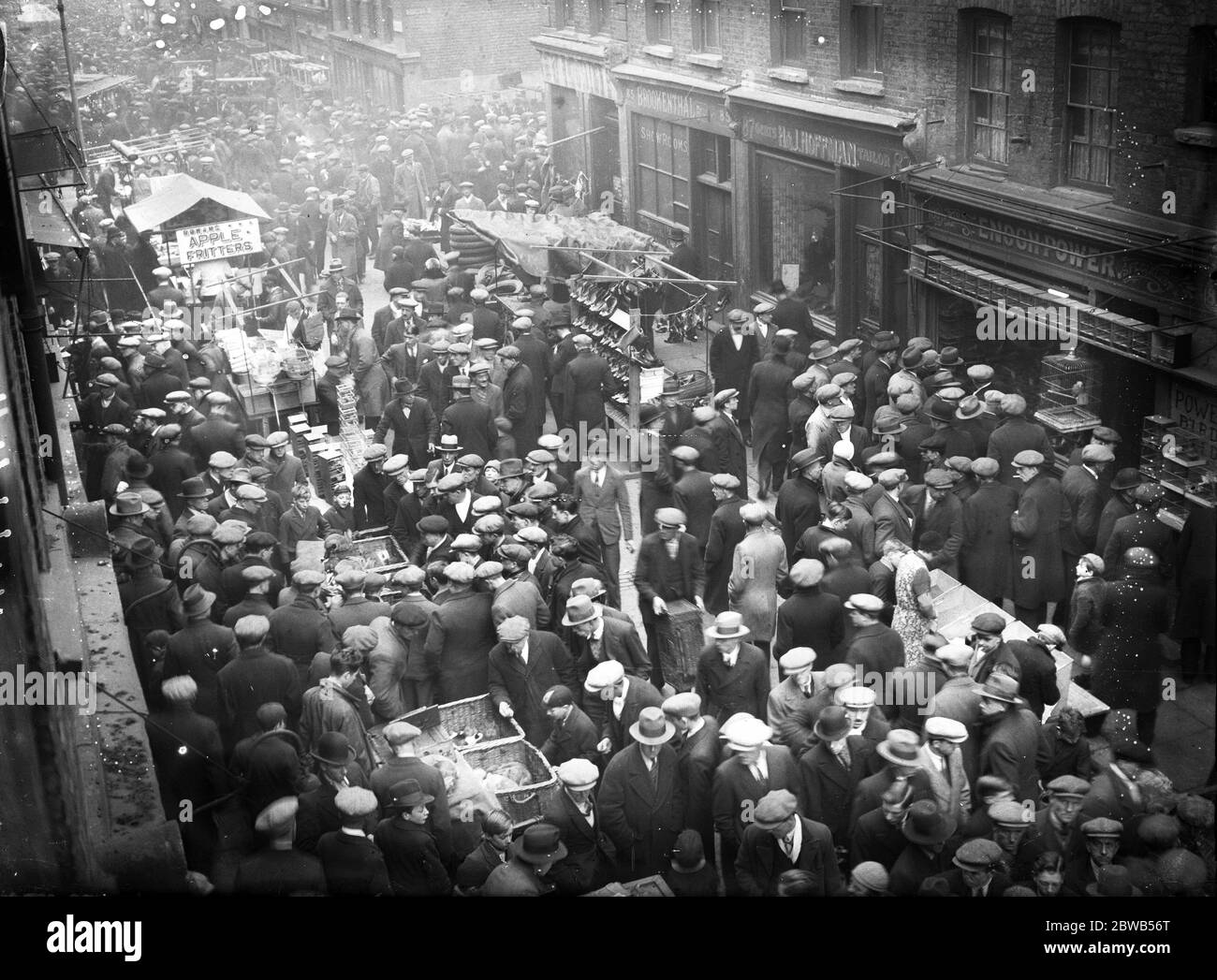 Songbirds many Black and White Stock Photos & Images - Alamy