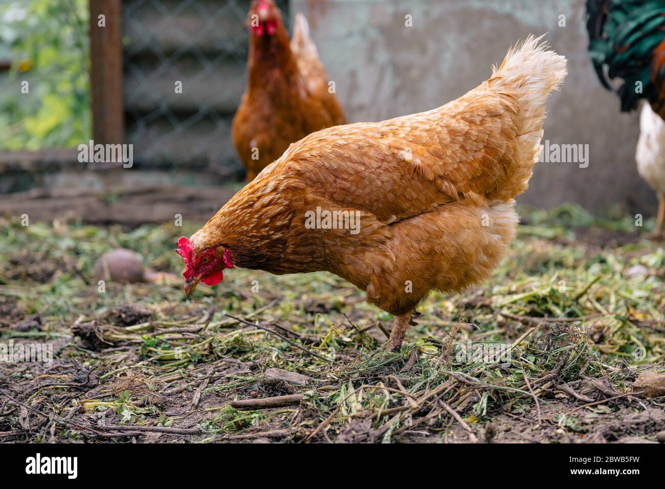 Chicken walking in paddock. Chicken looking for grains while walking in ...