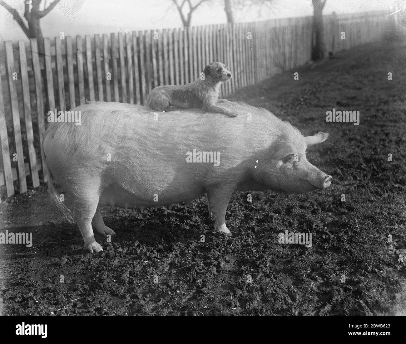 Huge pig Black and White Stock Photos & Images - Alamy