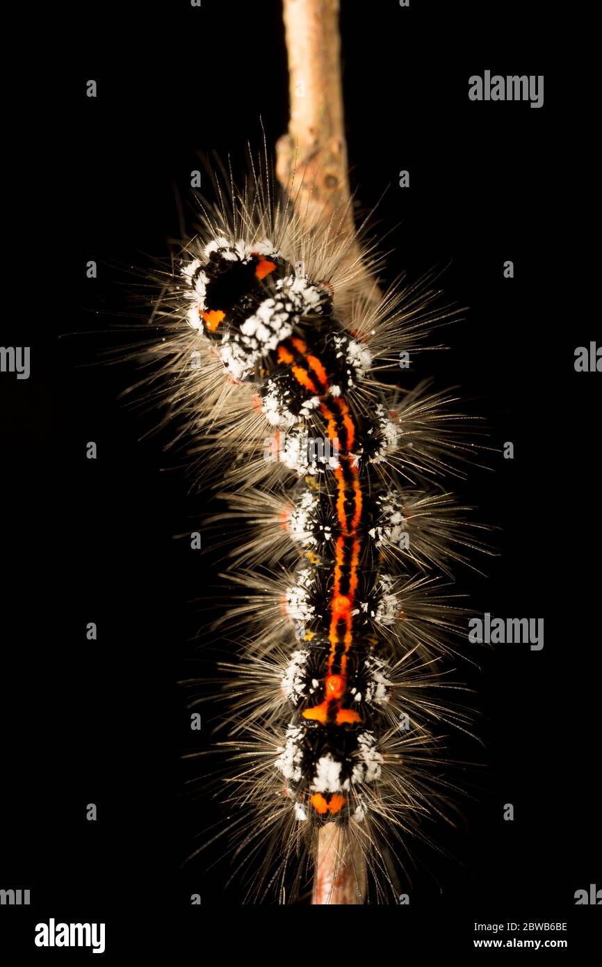 The larva, or caterpillar, of the yellow-tail moth, Euproctis similis ...