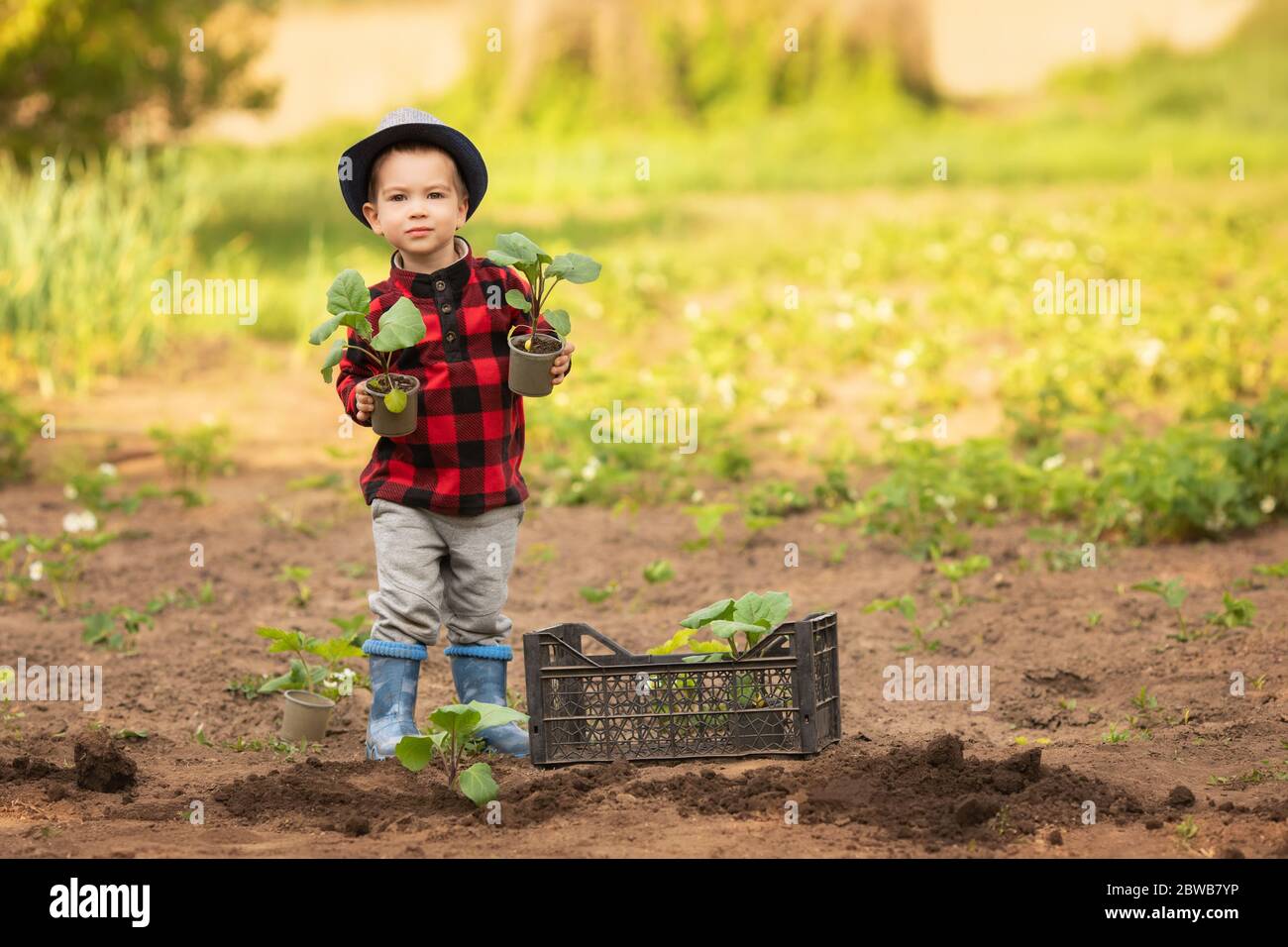little boy planting seedlings Stock Photo - Alamy
