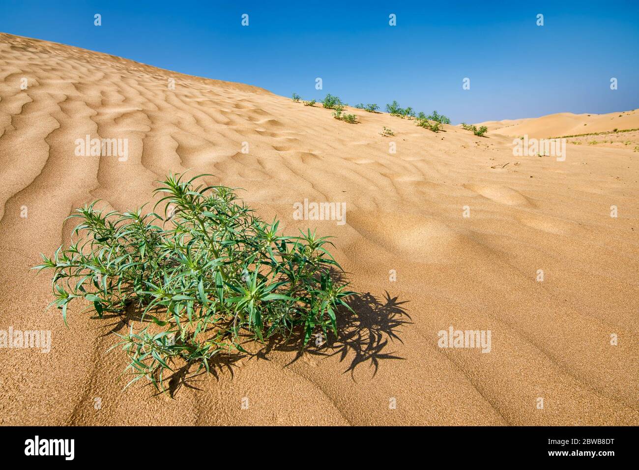 China desert plant hi-res stock photography and images - Alamy