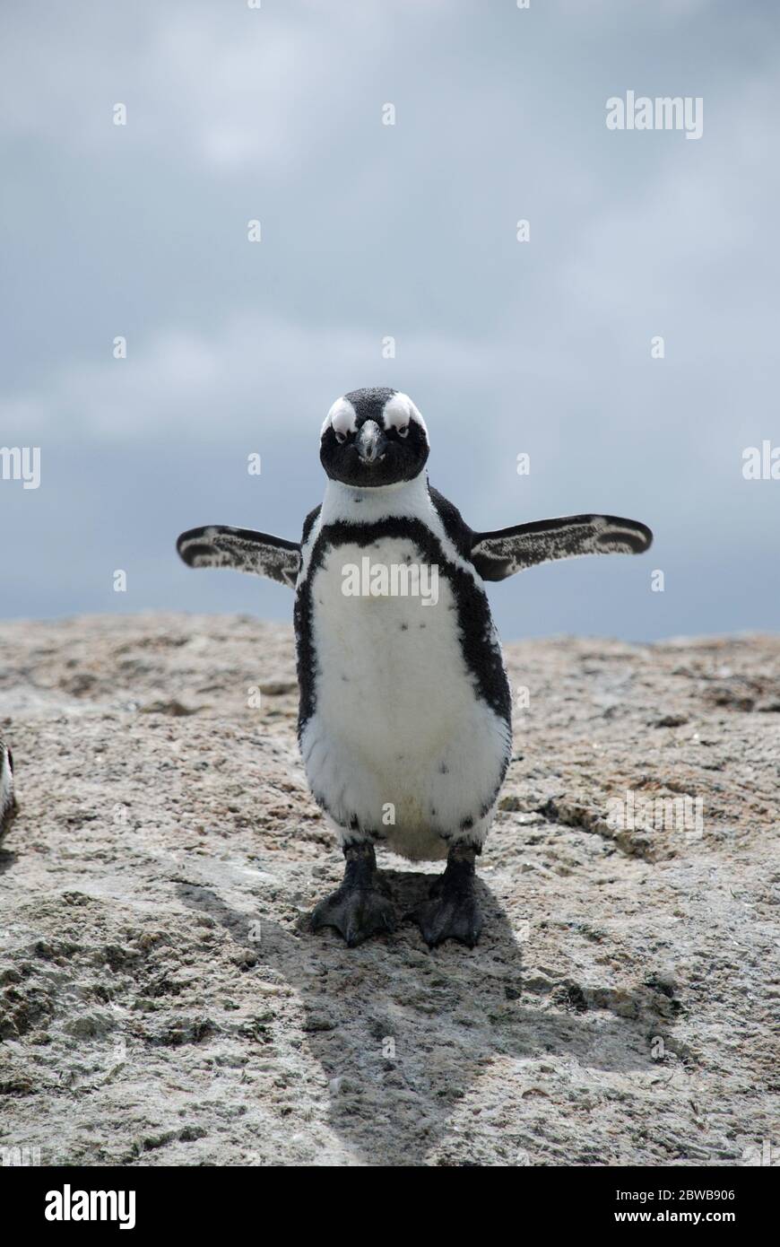Single African penguin (Spheniscus demersus) spreading its flippers on ...