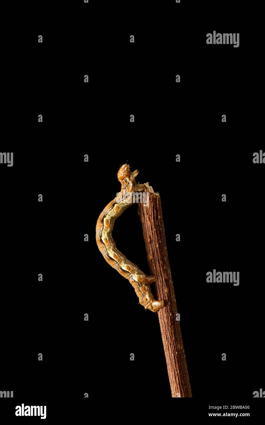 The larva, or caterpillar, of the Mottled Umber moth, Erannis ...