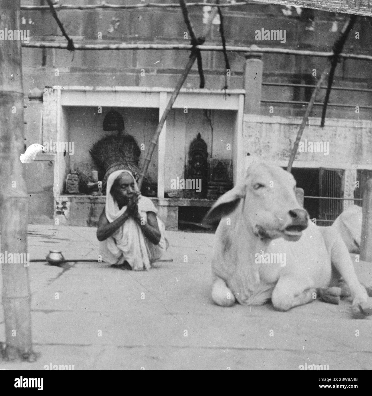 Praying to a holy cow . A curious snapshot from Benares in India ...