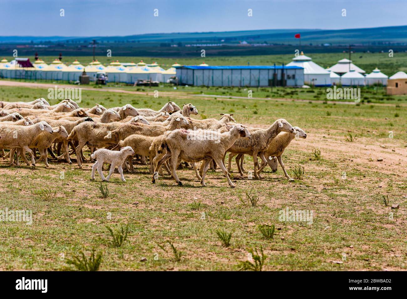 Mongolia steppe sheep hi-res stock photography and images - Alamy