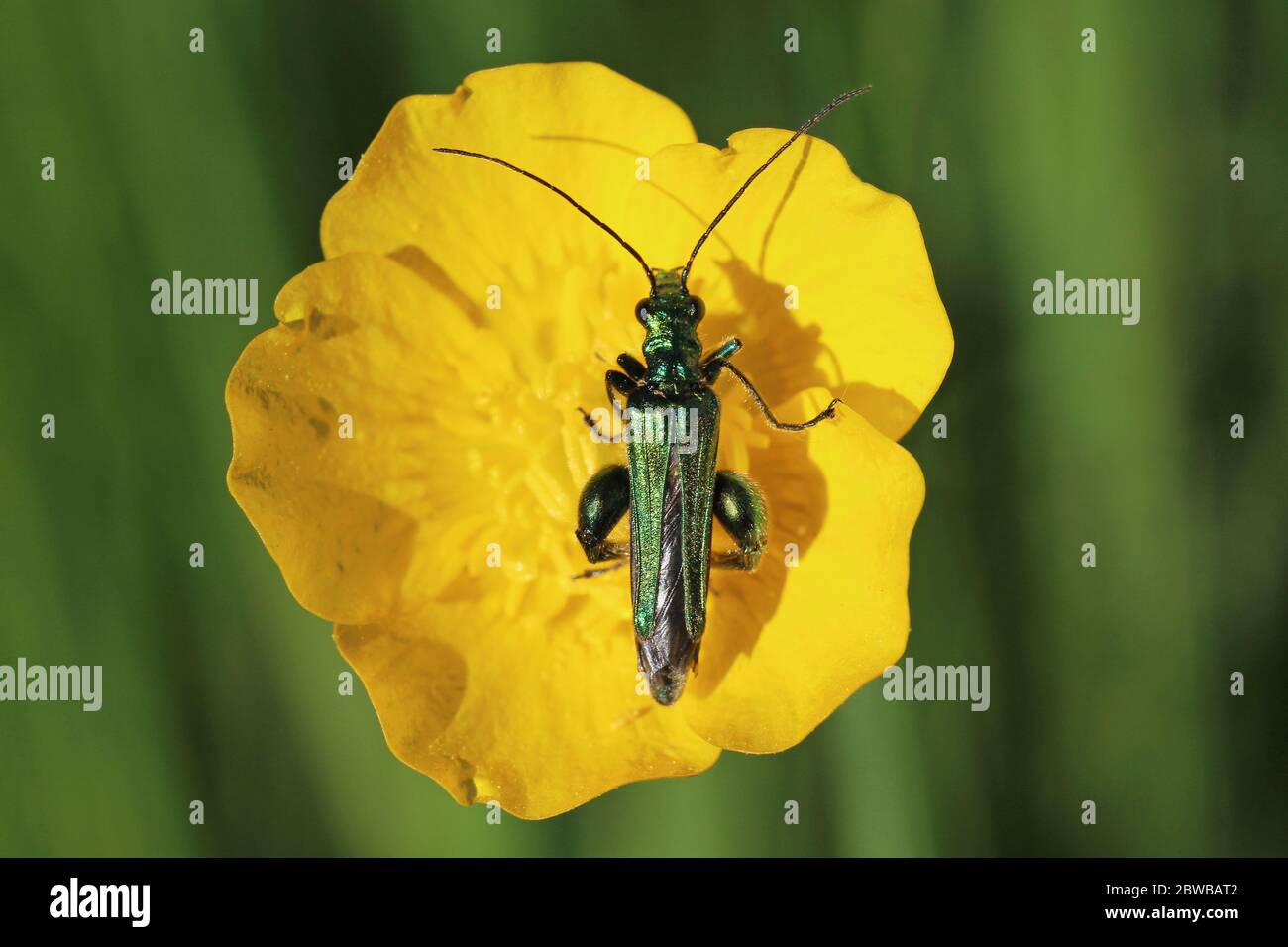 Thick-legged Flower Beetle Oedemera nobilis (male) on Buttercup Stock ...