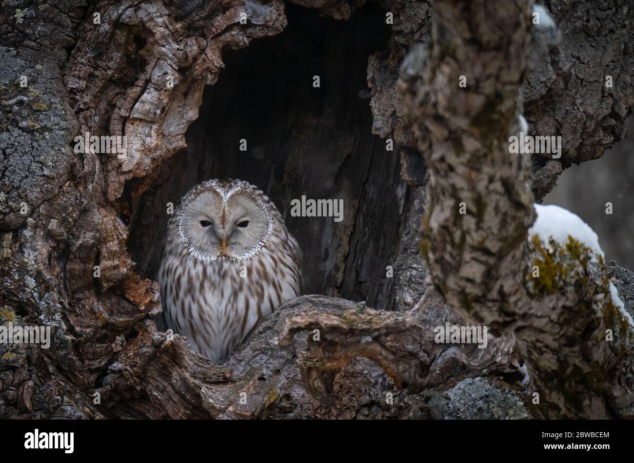 Bird inside tree hole hi-res stock photography and images - Alamy