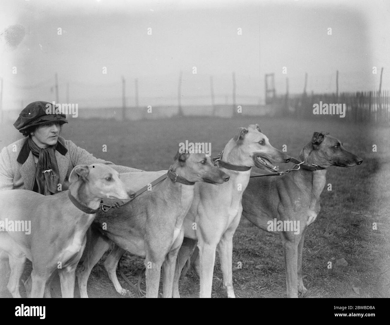 Waterloo Cup aspirants owned and trained by a lady . Miss Ruth Fawcett ...
