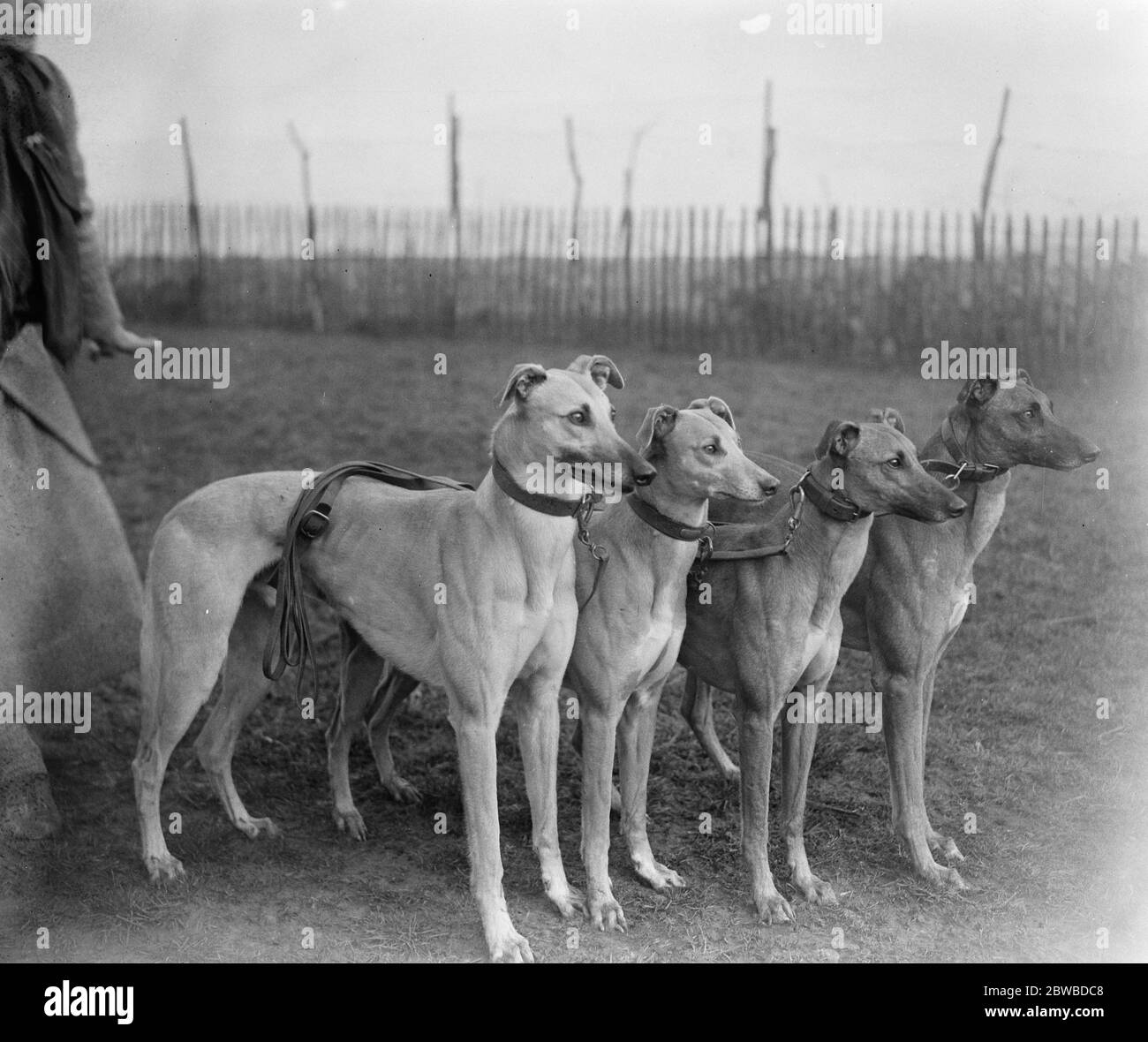 Waterloo Cup aspirants owned and trained by a lady . Miss Ruth Fawcett ...